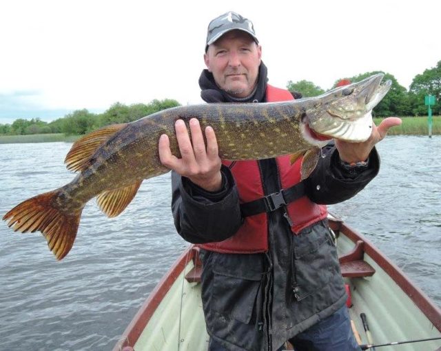 Double figured pike from the Upper Shannon | Fishing in Ireland - Catch ...