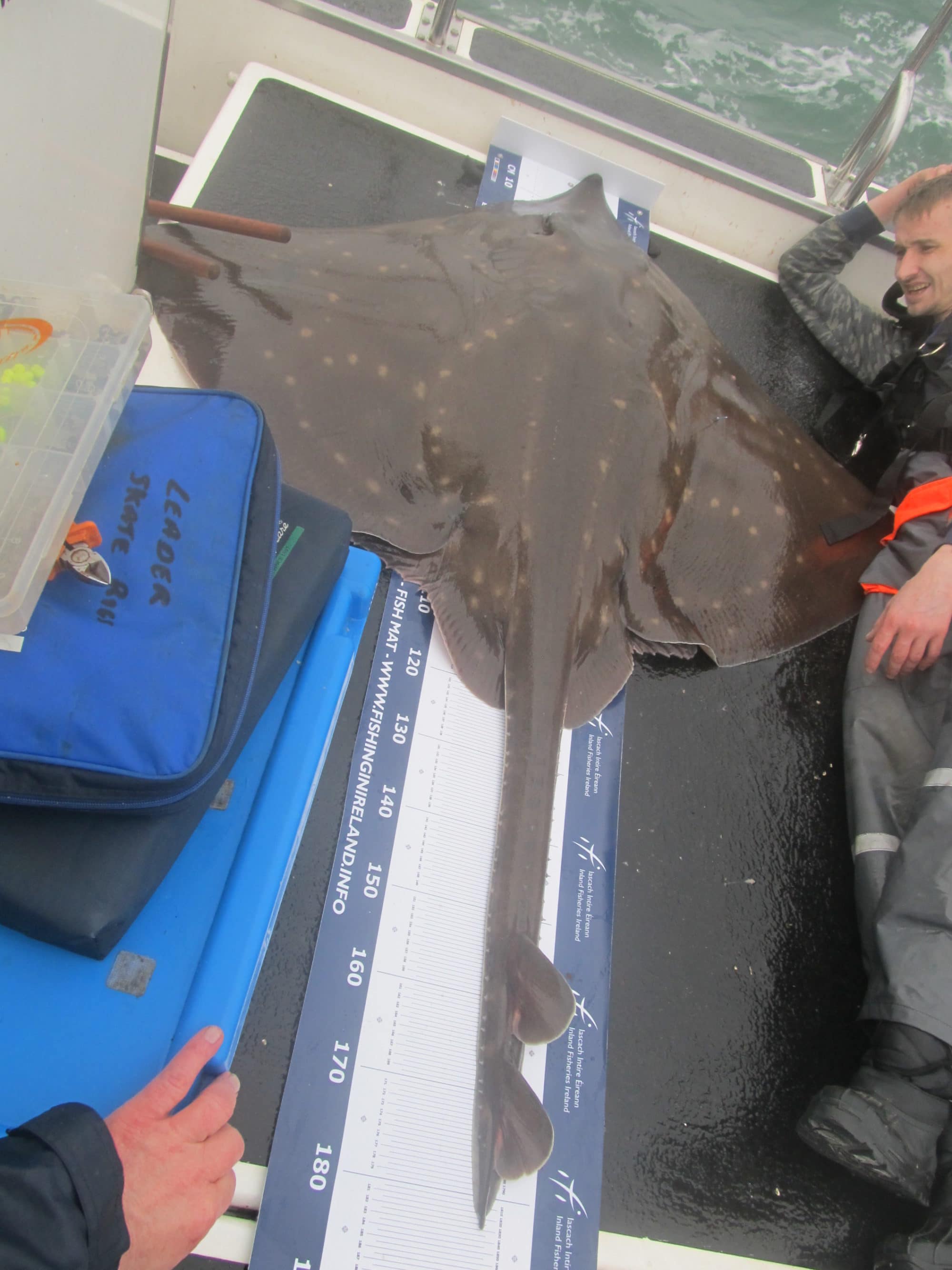 3 large skate for the Predator II in Red Bay | Fishing in Ireland ...