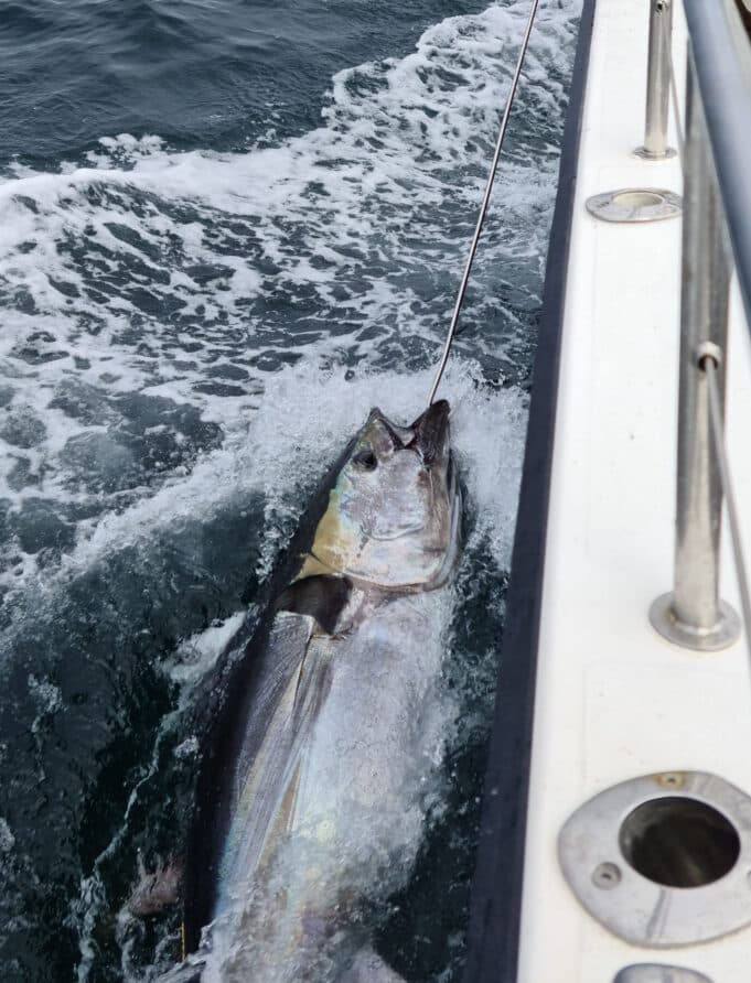 Irish Angling Update 🎣 14 February 2025 | Fishing in Ireland - Catch ...