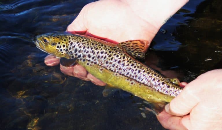 River Nore trout fishing | Fishing in Ireland - Catch the unexpected