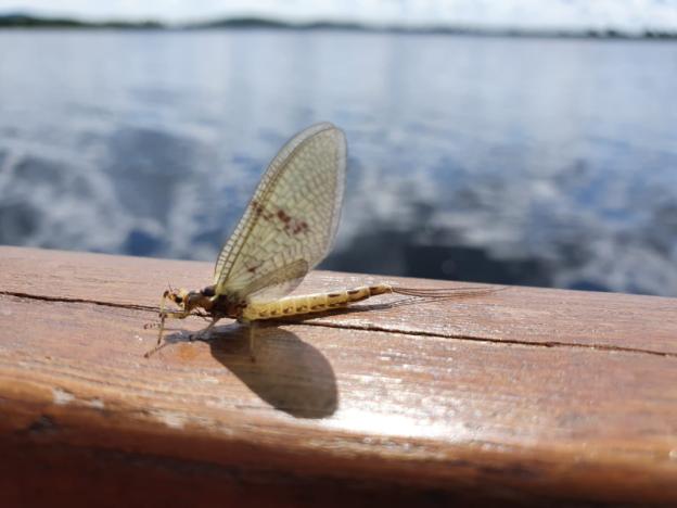 mayfly | Fishing in Ireland - Catch the unexpected