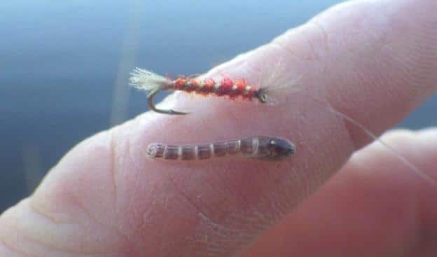 pupae and imitation | Fishing in Ireland - Catch the unexpected