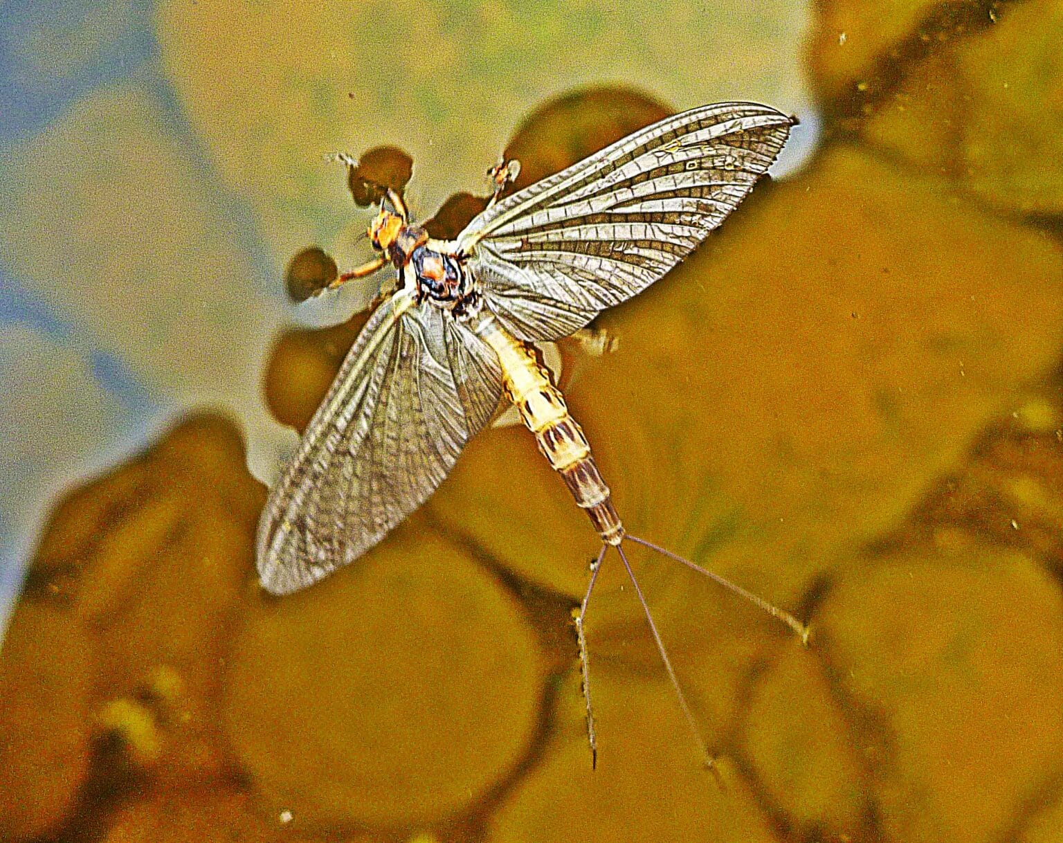 Great Spent Gnat fishing for local anglers on Arrow | Fishing in ...