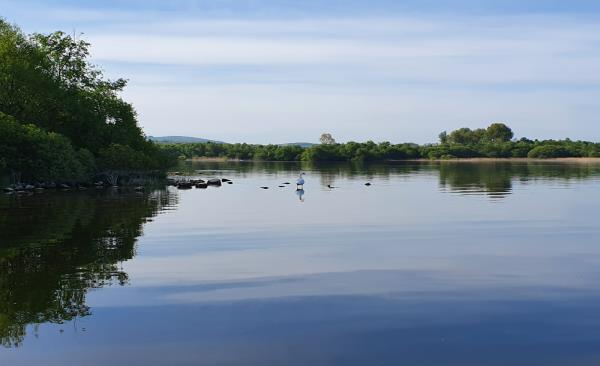 swan | Fishing in Ireland - Catch the unexpected