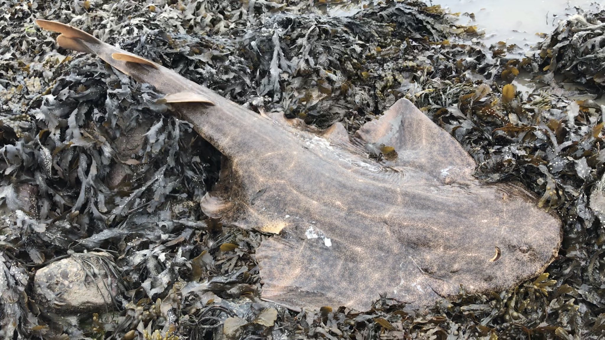 Angel Shark caught on a lure in the Shannon Estuary | Fishing in ...