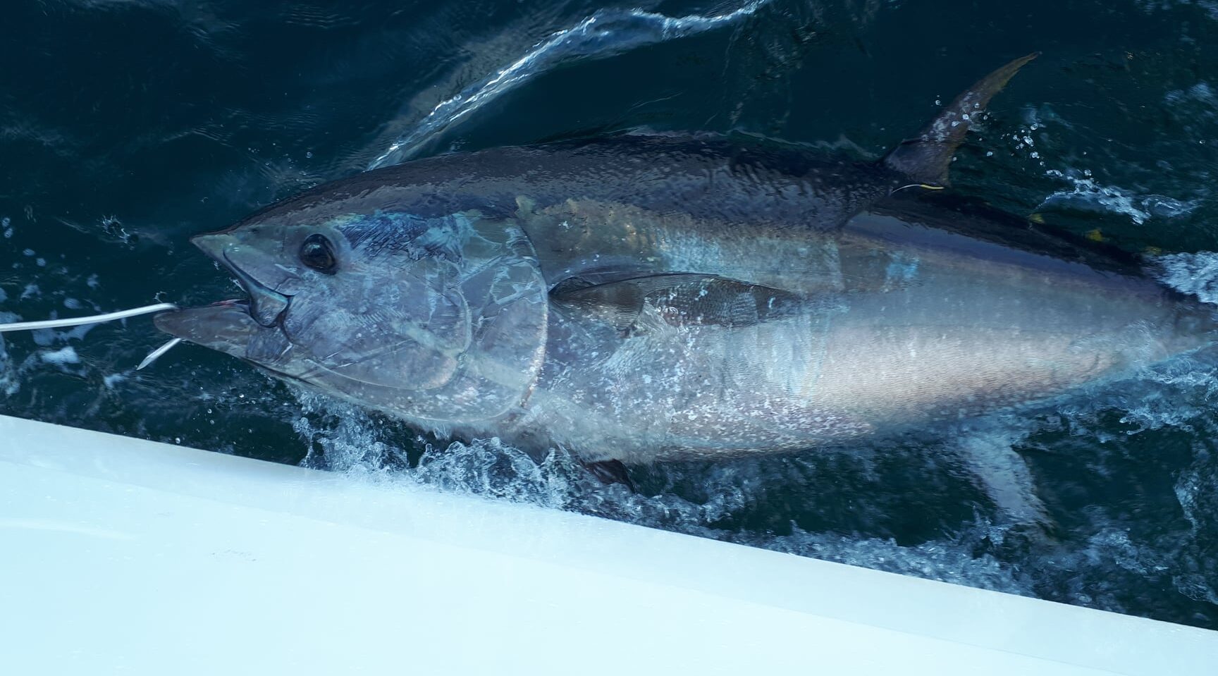 New bluefin milestones daily with Deep Blue | Fishing in Ireland ...