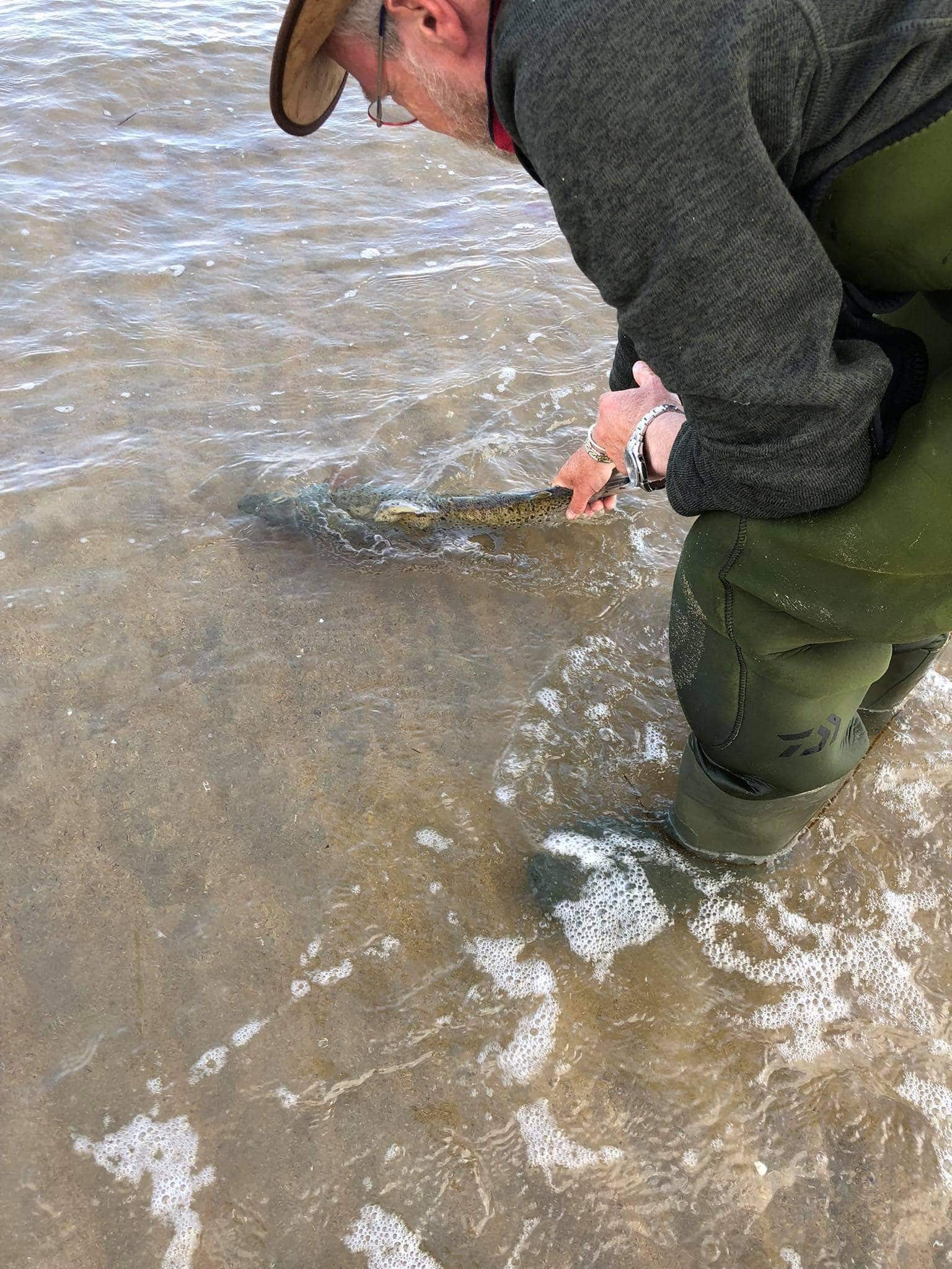 Fantastic sea trout from the beach! | Fishing in Ireland - Catch the ...