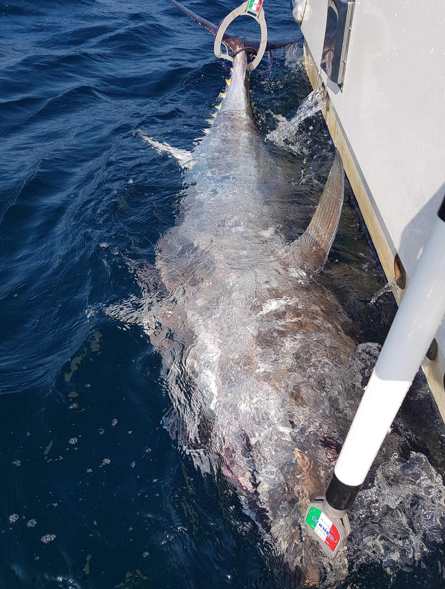 More bluefin tuna action from West Cork | Fishing in Ireland - Catch ...