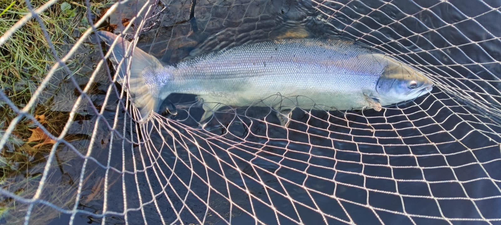 More spring salmon caught on the Drowes | Fishing in Ireland - Catch ...
