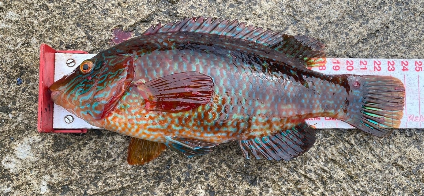 Four specimen wrasse in a day for John in Donegal! | Fishing in Ireland ...