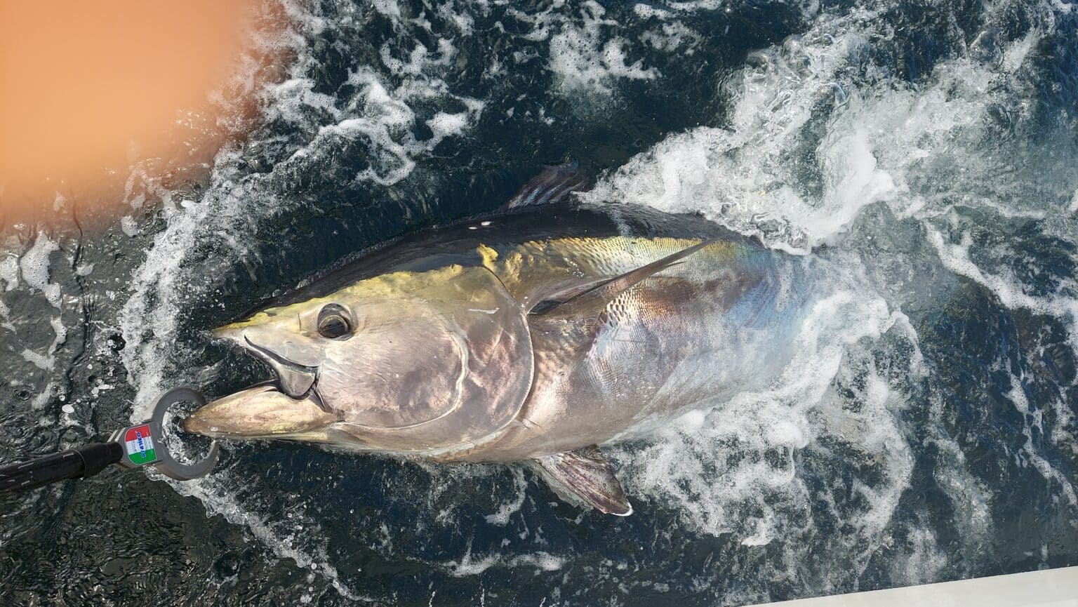 Tuna CHART programme opens for 2023 season | Fishing in Ireland - Catch ...