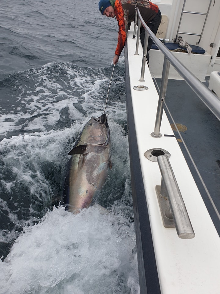 Bluefin tuna fishing in full swing in Donegal Bay amidst spectacular ...