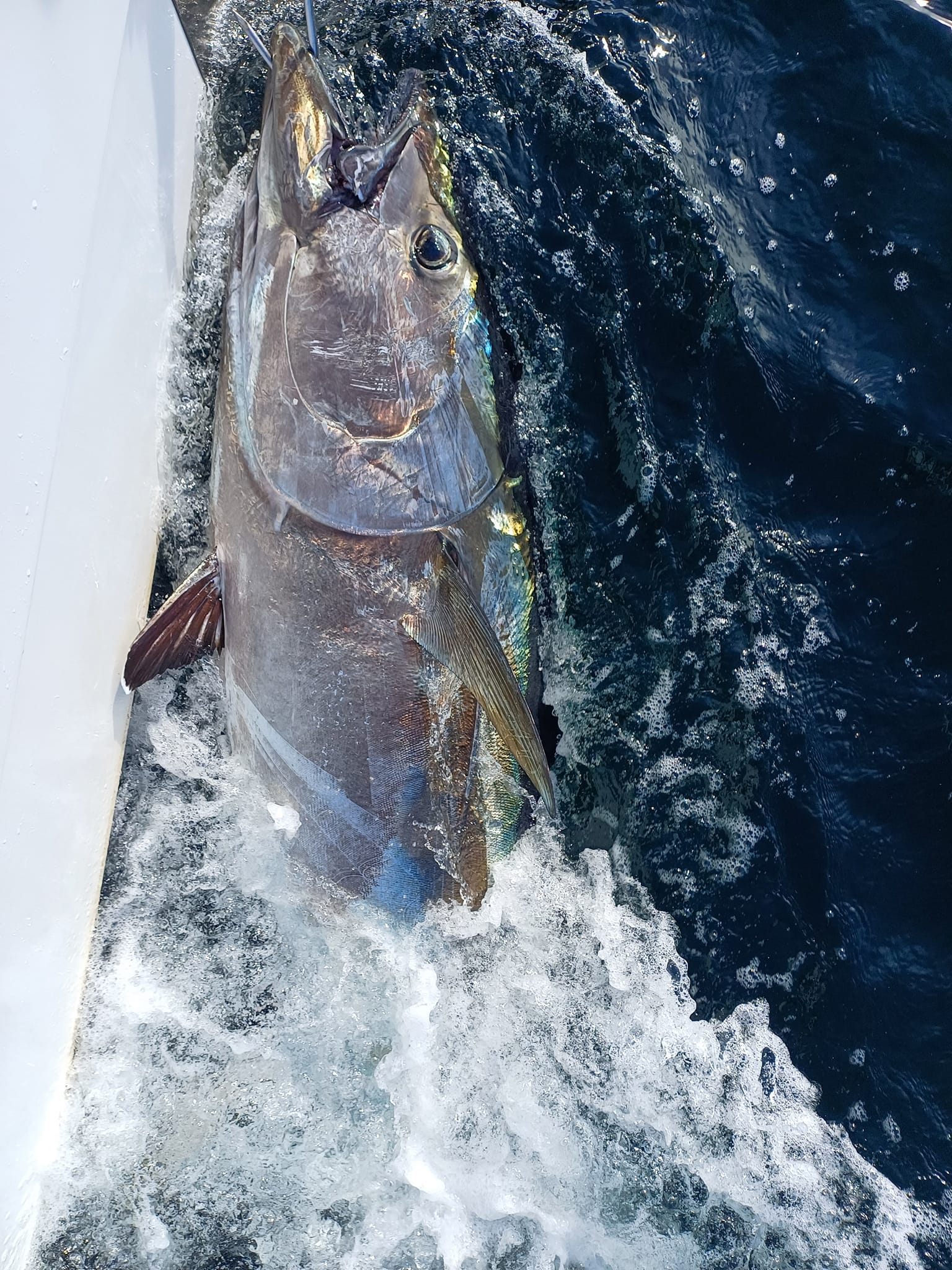 Bluefin tuna fishing in full swing in Donegal Bay amidst spectacular ...