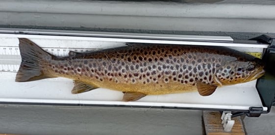 Trout fishing improves on Loughs Conn & Cullin | Fishing in Ireland ...