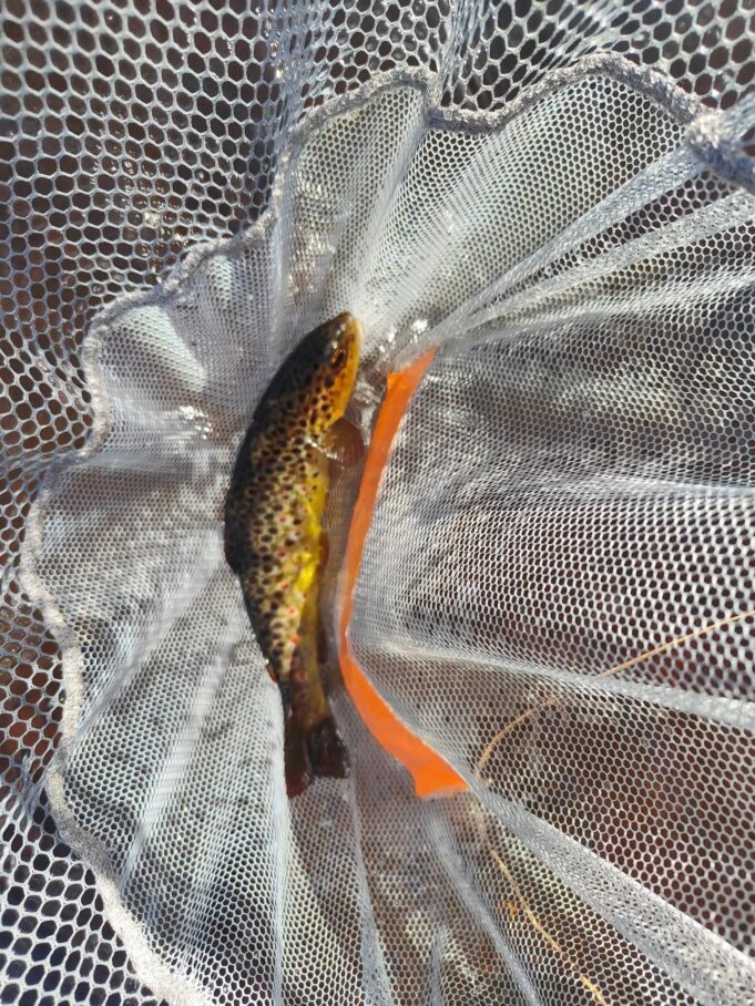 Fresh, salt, river, lake, it’s all here in a bumper Piscari Fly report ...