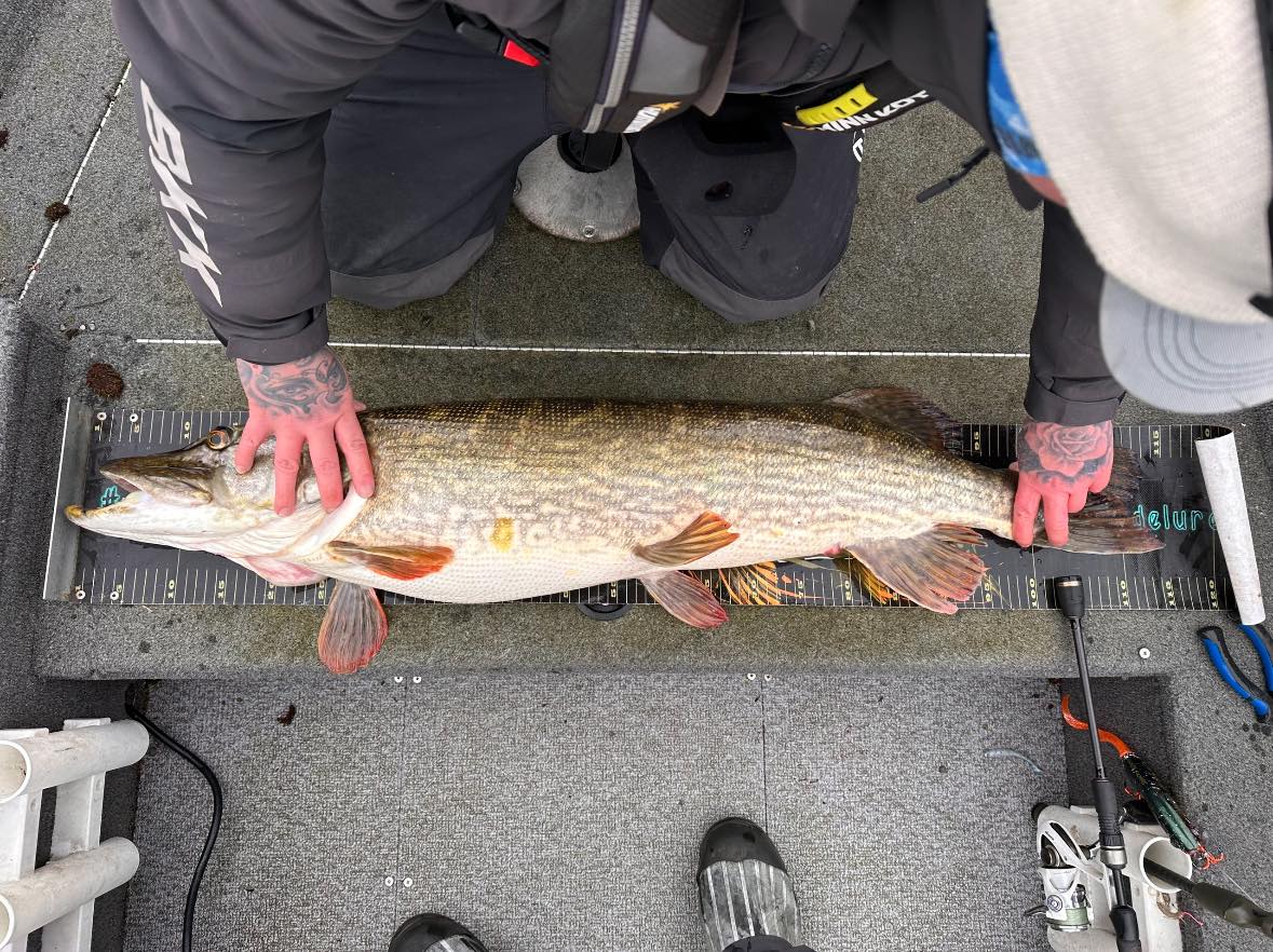 pike on measuring board | Fishing in Ireland - Catch the unexpected