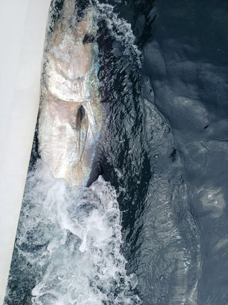 First Bluefin Tuna of the 2025 season tagged in Donegal Bay | Fishing ...