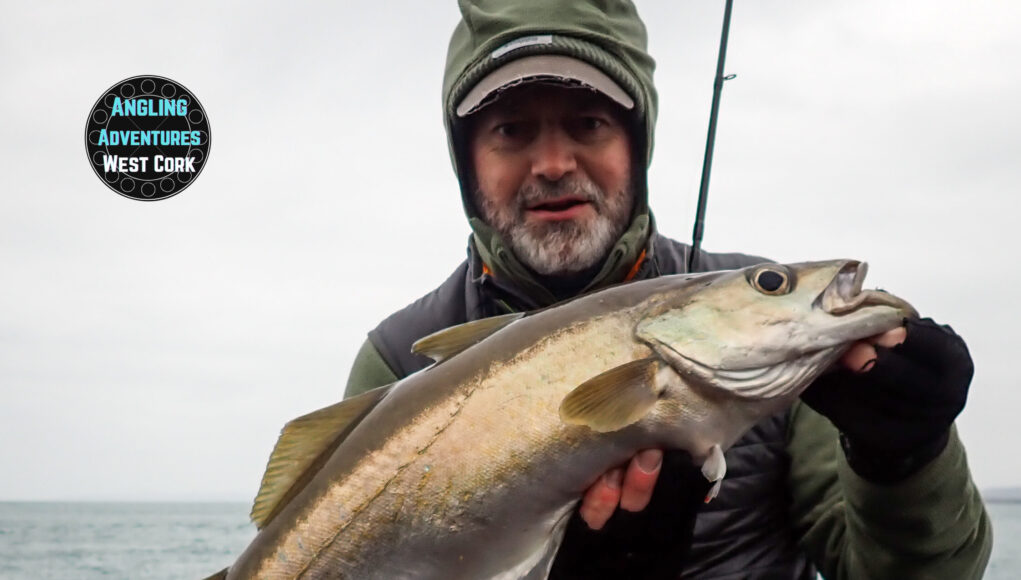 Shore caught pollack close the 2025 accounts for Angling Adventures ...