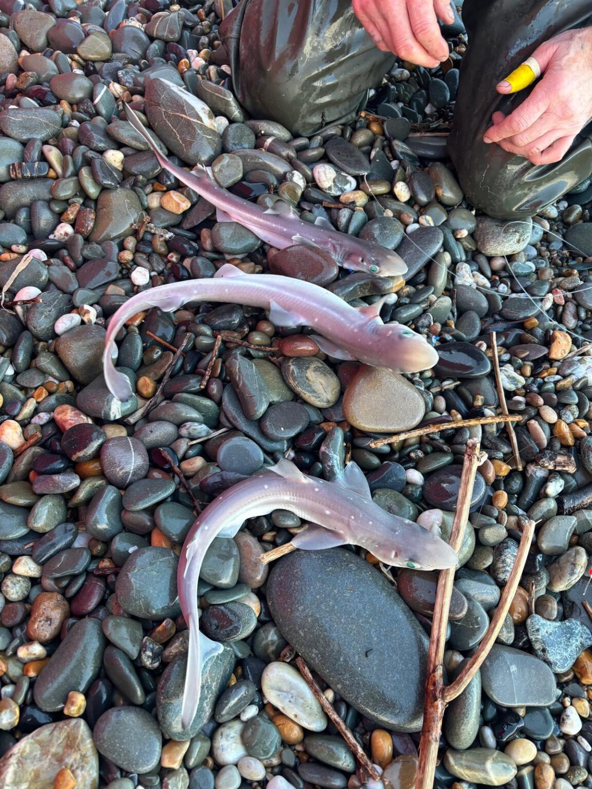 Pup Spurs & Dogs aplenty for Menapia SAC | Fishing in Ireland - Catch ...