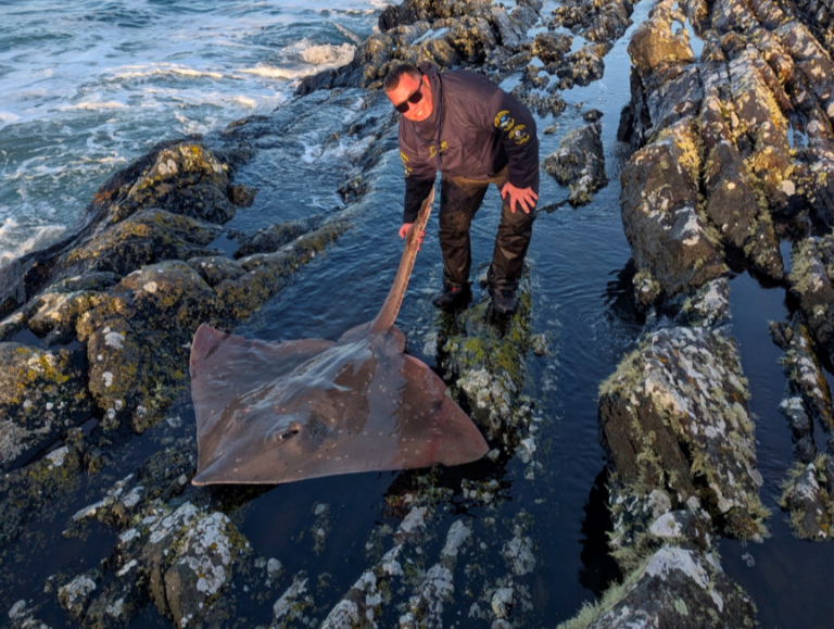 Remarkable shore-caught skate for Kevin | Fishing in Ireland - Catch ...